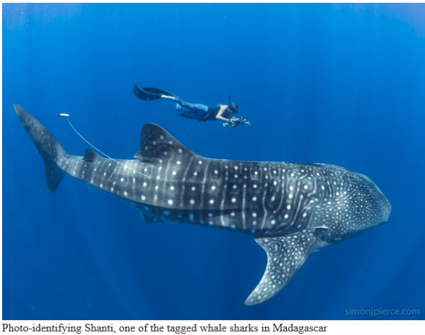 Setting up your own project – lessons learnt from the Madagascar Whale ...