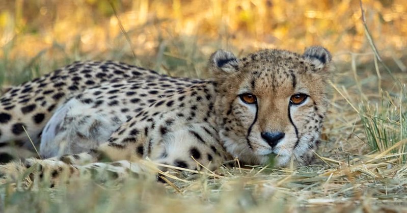Wildlife Conservation 24 Week Wildlife Internship In South Africa