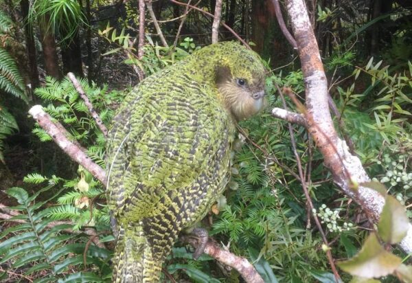 Caring for the Kakapo, New Zealand’s Endangered Parrot | Conservation ...