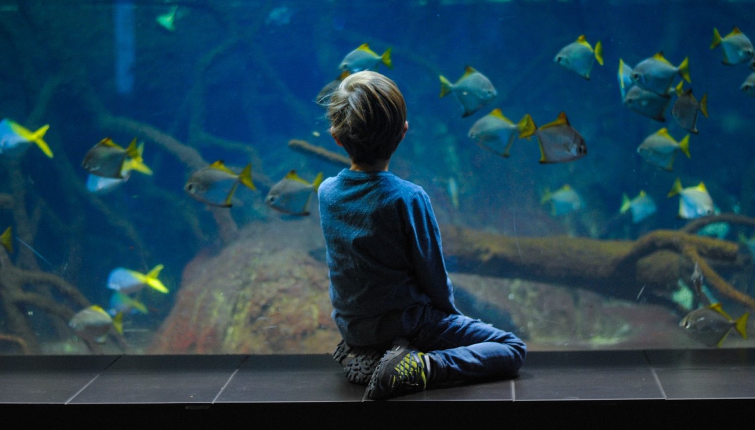 How to become a marine biologist? | Conservation Careers