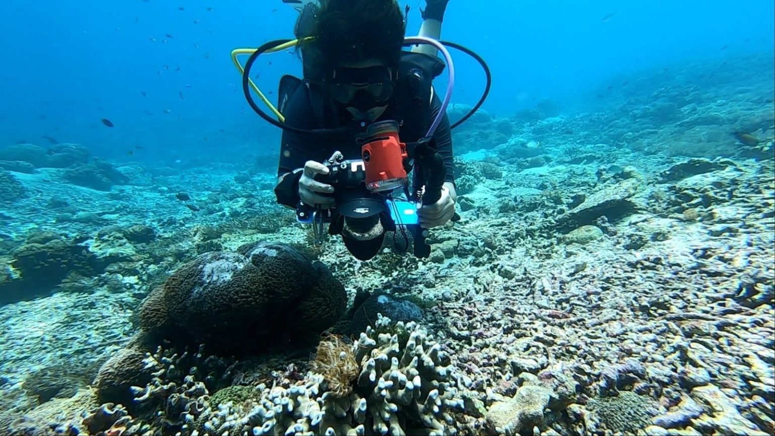 How to become a marine biologist? | Conservation Careers