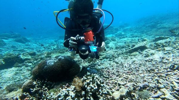 How to become a marine biologist? | Conservation Careers