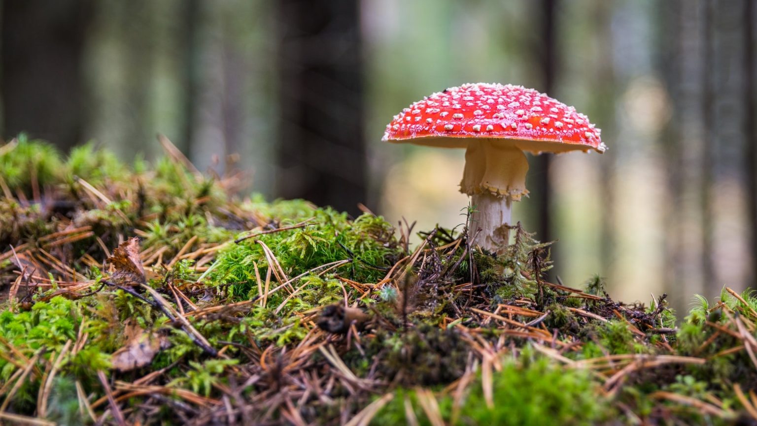 How to become an ecologist? | Conservation Careers