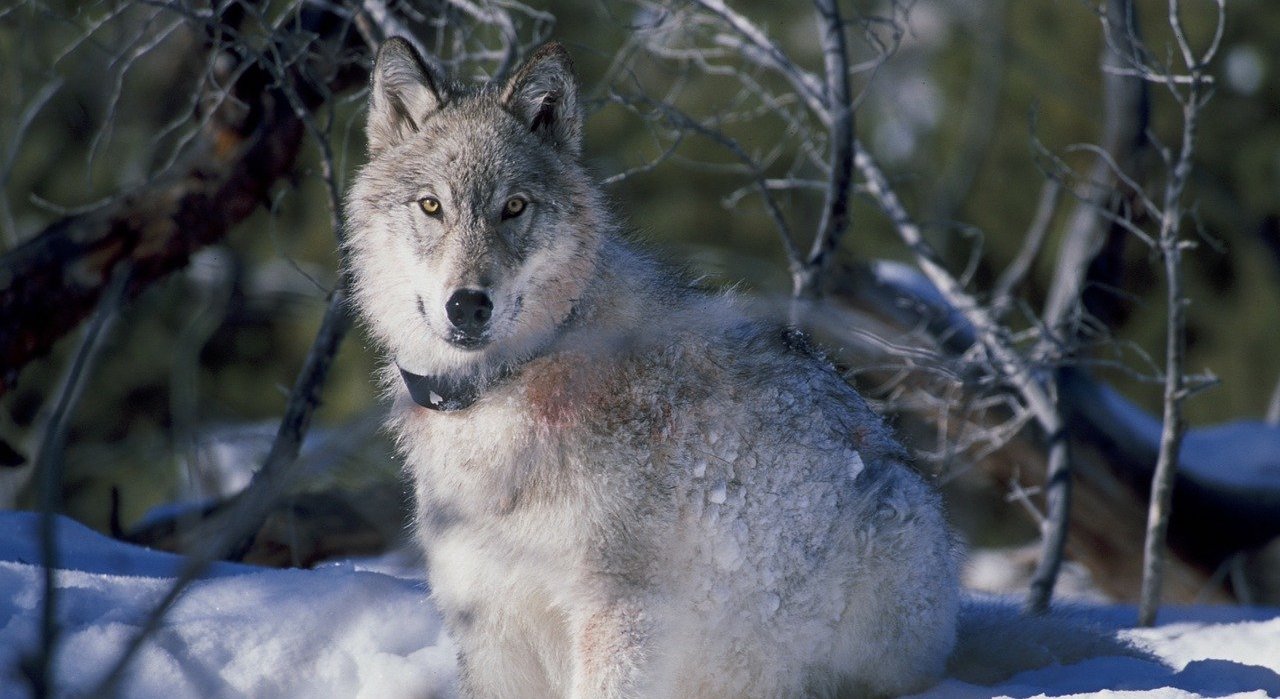 Restoration and Rewilding Careers | Conservation Careers