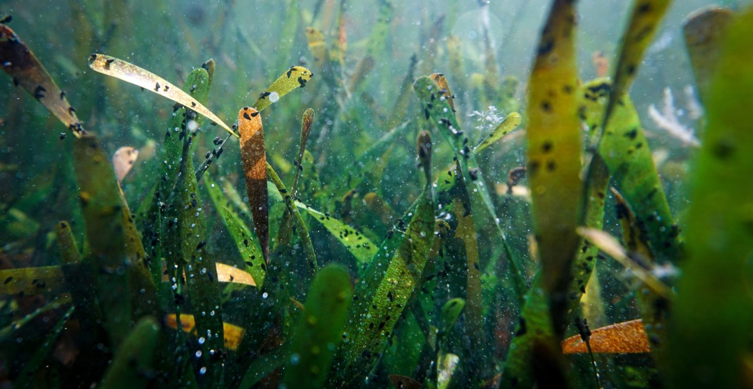 Restoration and Rewilding Careers | Conservation Careers