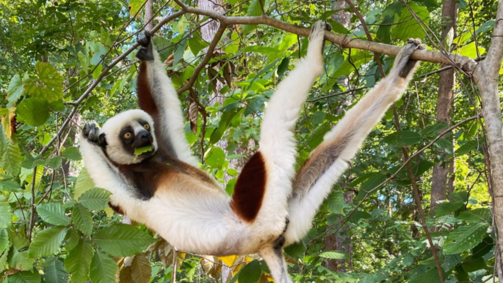 Securing a job in research science - advice from lemur scientist Lydia ...