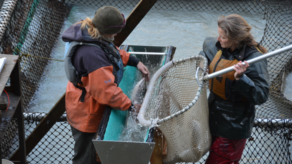 How to become a marine biologist? | Conservation Careers