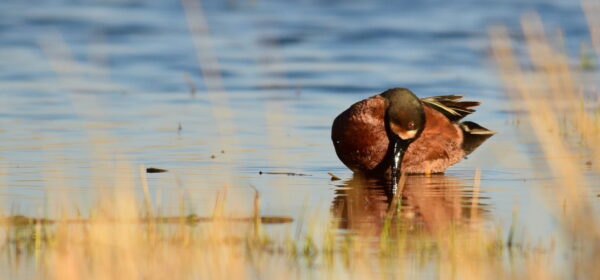 Conservation Project Manager | Conservation Careers