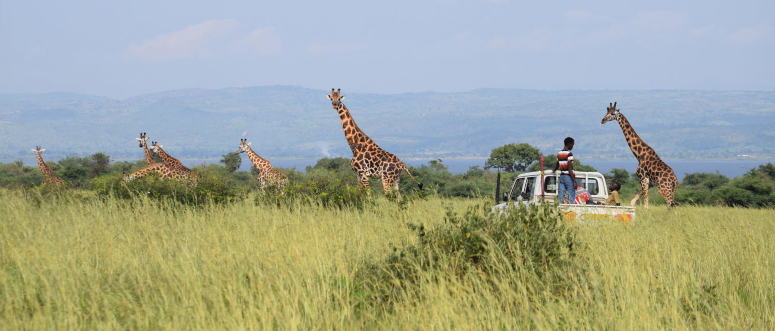 Wildlife Carer | Conservation Careers