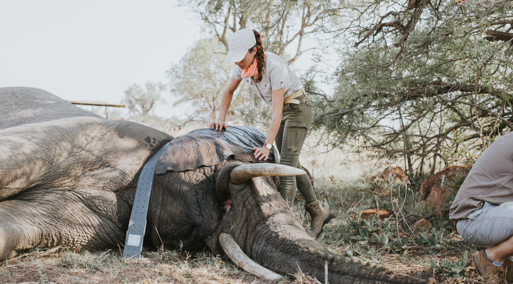 Wildlife Carer | Conservation Careers