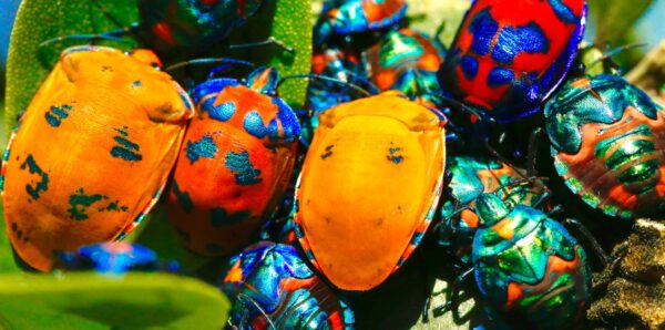 Conservation Scientist | Conservation Careers