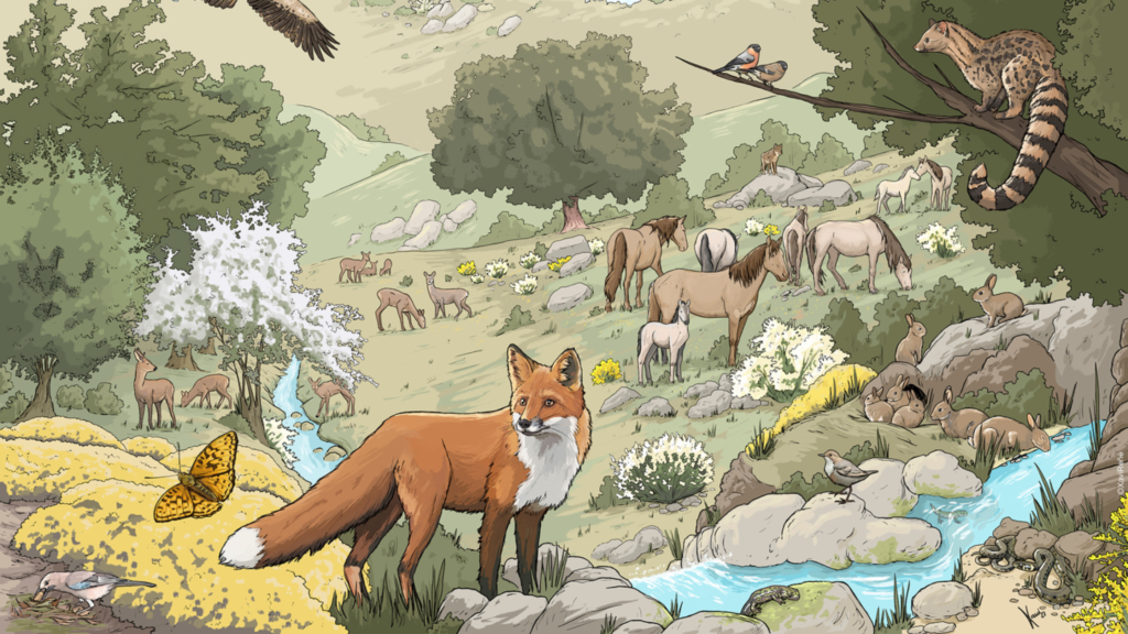 Wildlife Conservation Art with Xavi Reñé, Illustrator for Rewilding ...