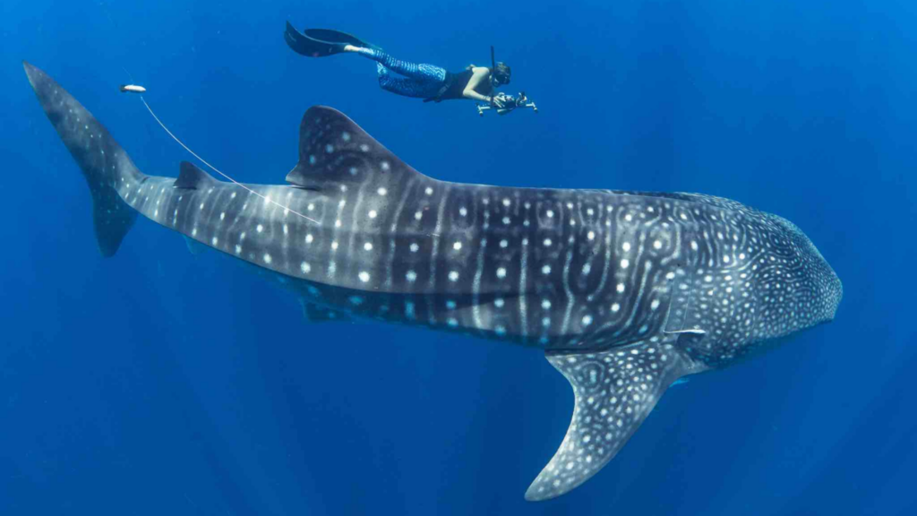 Stella Diamant | The Madagascar Whale Shark Project | Conservation Careers