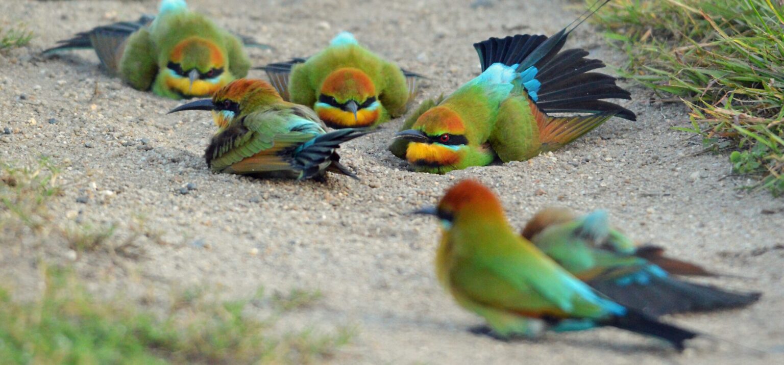 Key Conservation Roles Conservation Careers