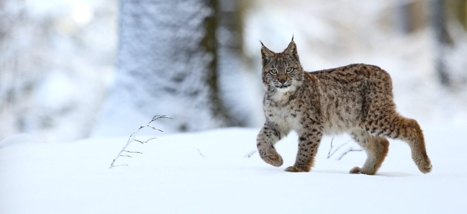 Key Conservation Roles | Conservation Careers