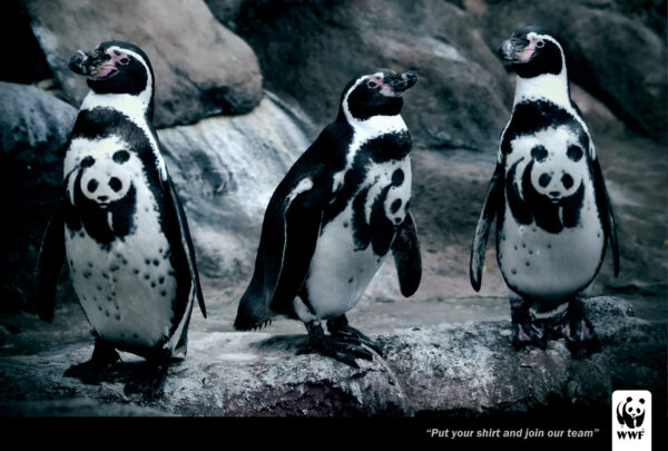 What’s it like to Work for WWF? - Conservation Careers
