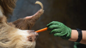 How to become a zoologist | Conservation Careers