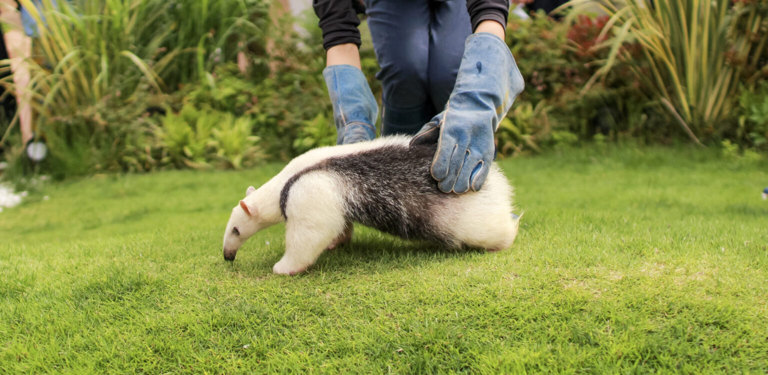 How to become a zoologist | Conservation Careers