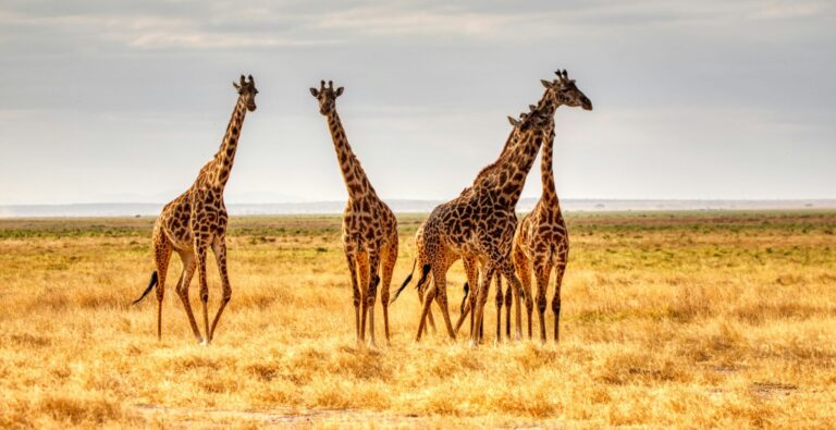 How to become a zoologist | Conservation Careers