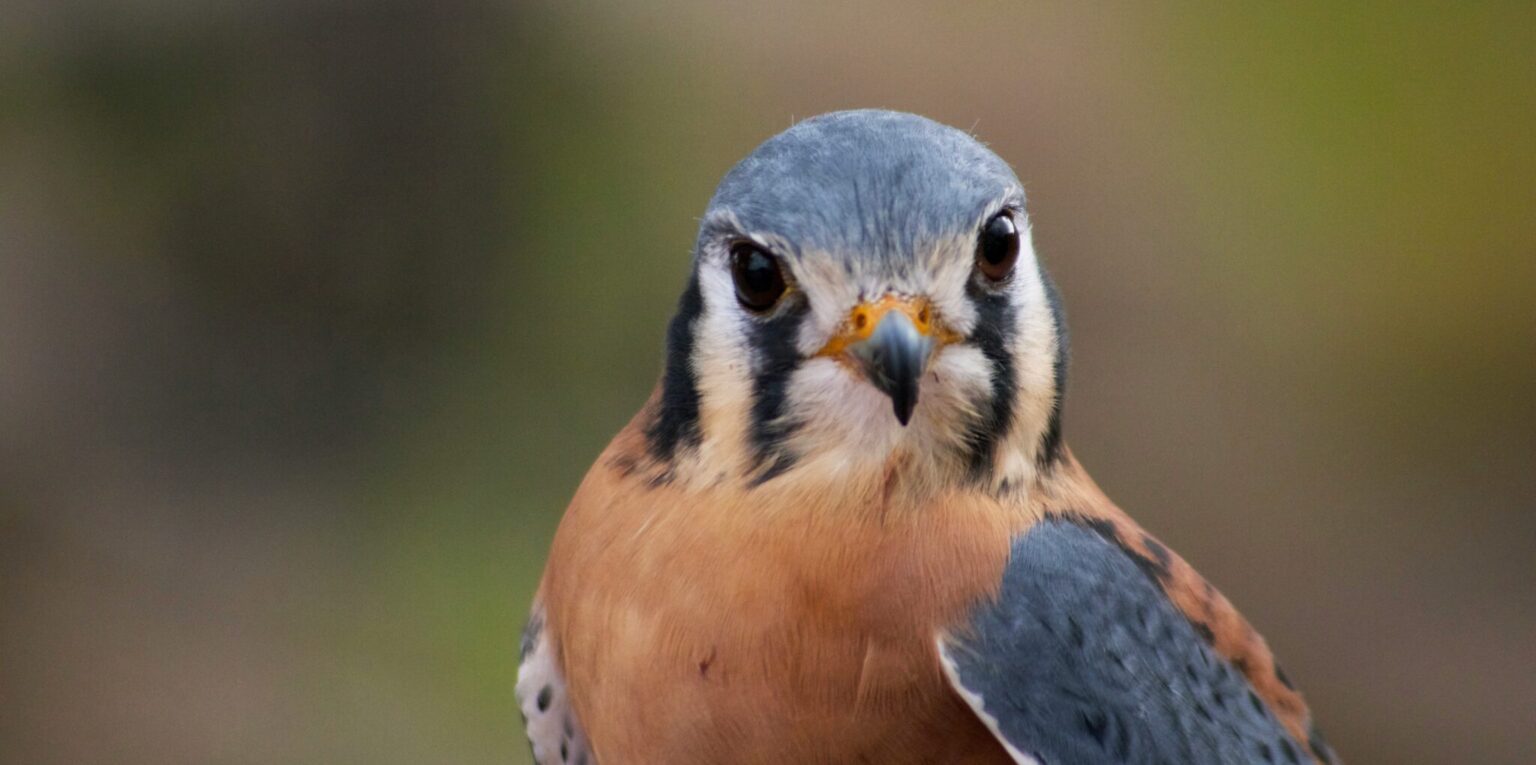 How to become an ornithologist | Conservation Careers