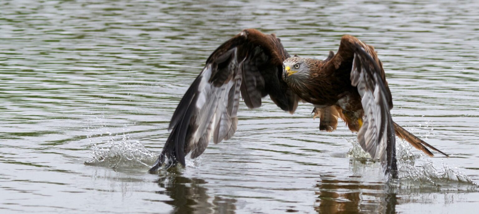 How to become an ornithologist | Conservation Careers