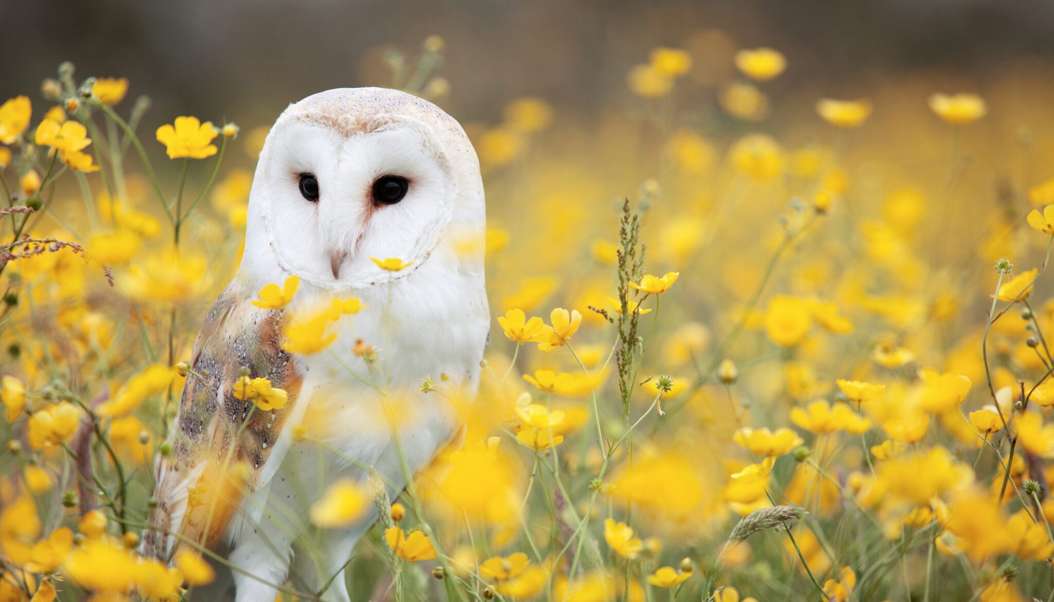 How to become an ornithologist | Conservation Careers