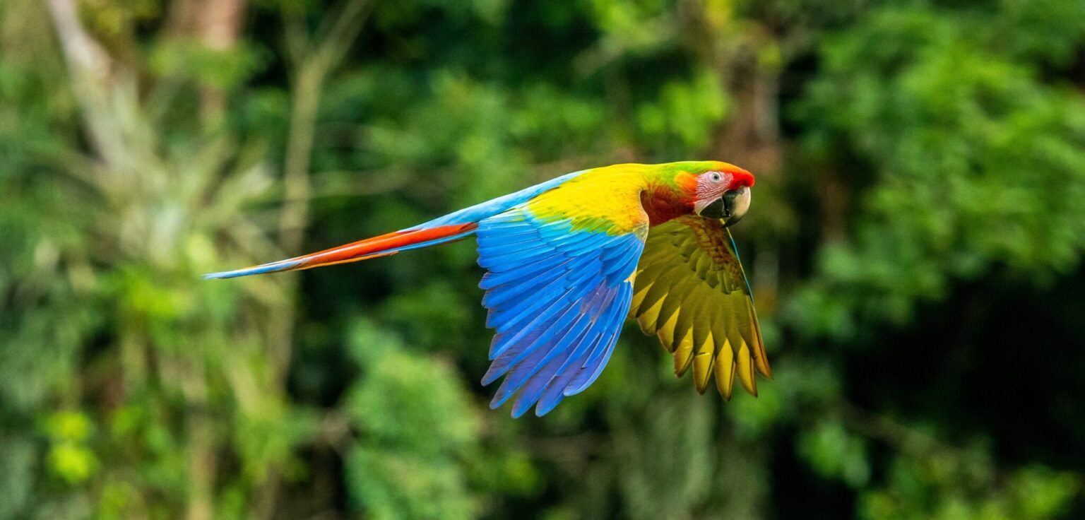 How to become an ornithologist | Conservation Careers