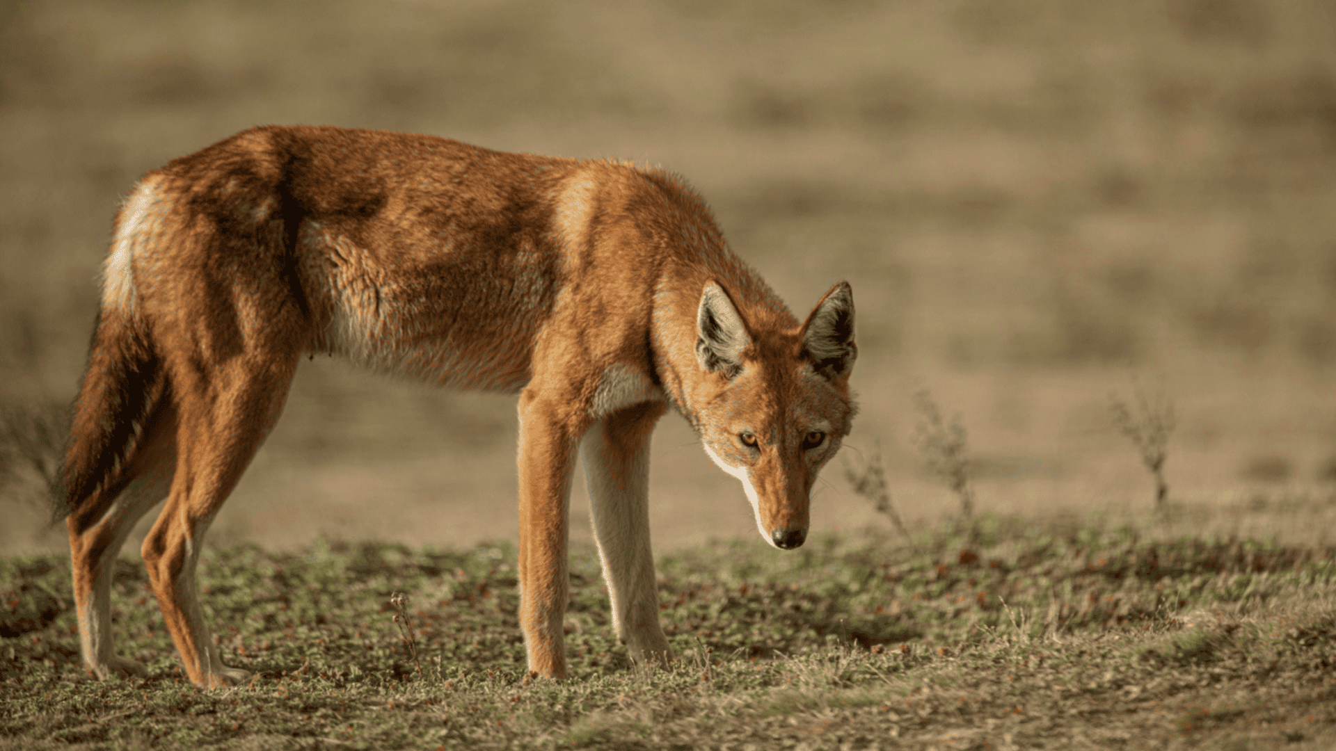 Unveiling the mysteries of the Ethiopian Wolf: An in-depth look at Dr ...