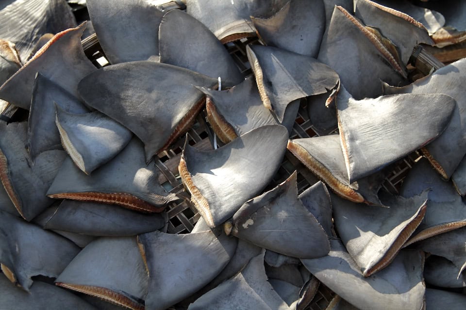 Shark fin supernova: Hong Kong’s response to a global crisis ...