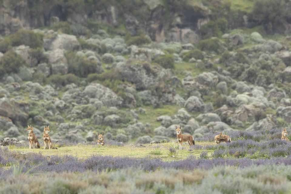 Unveiling the mysteries of the Ethiopian Wolf: An in-depth look at Dr ...