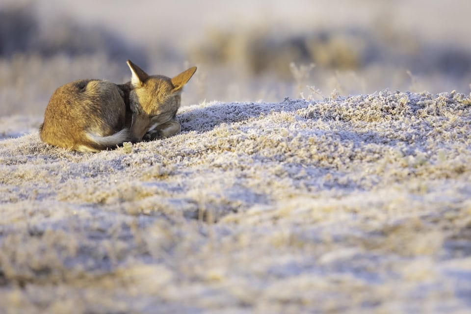 Unveiling the mysteries of the Ethiopian Wolf: An in-depth look at Dr ...