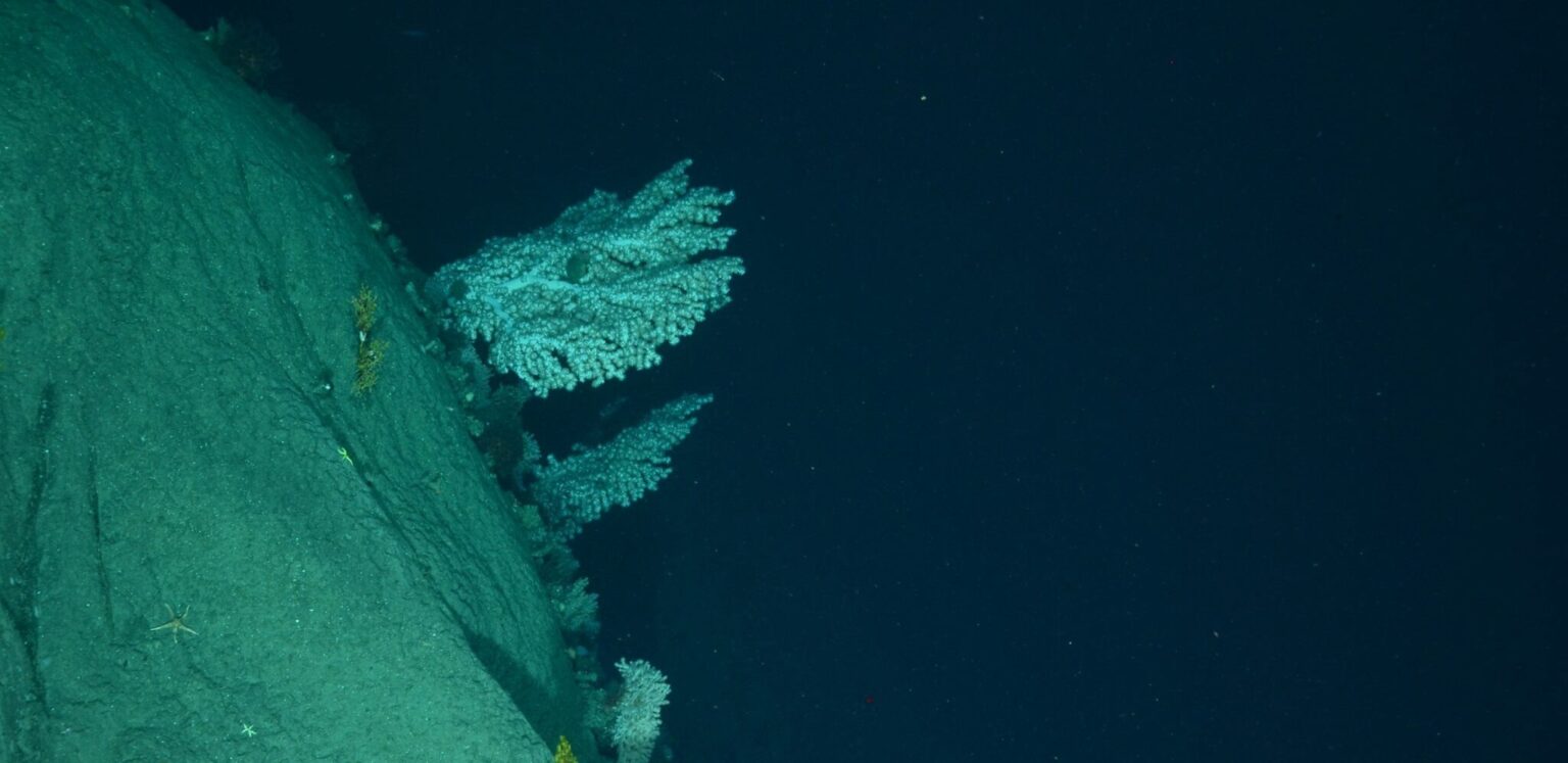 How to become an oceanographer | Conservation Careers