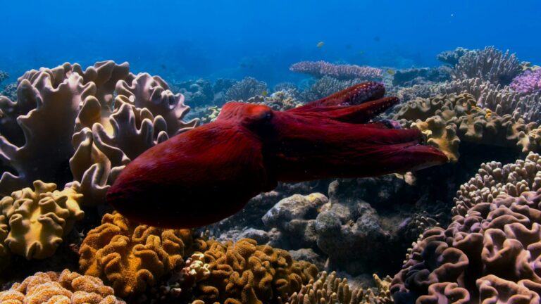 How to become an oceanographer | Conservation Careers