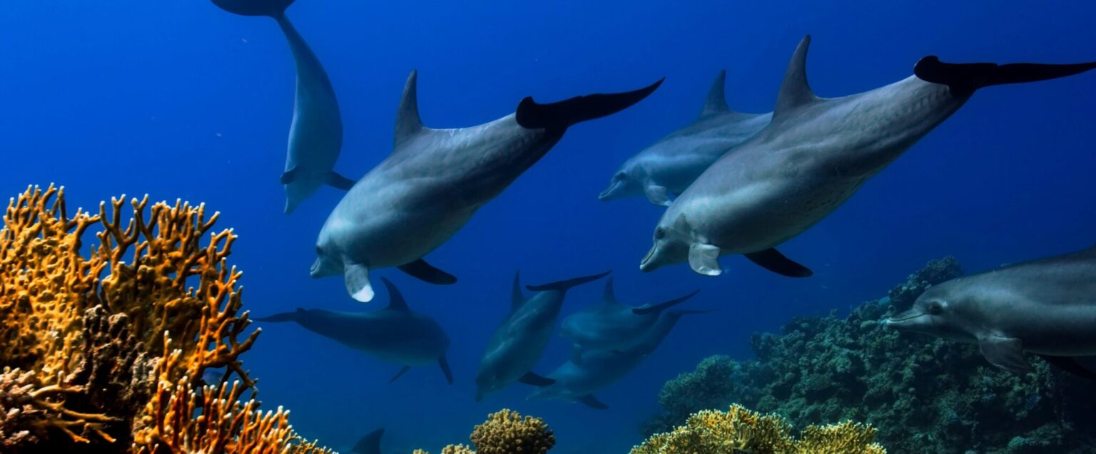 How to become an oceanographer | Conservation Careers