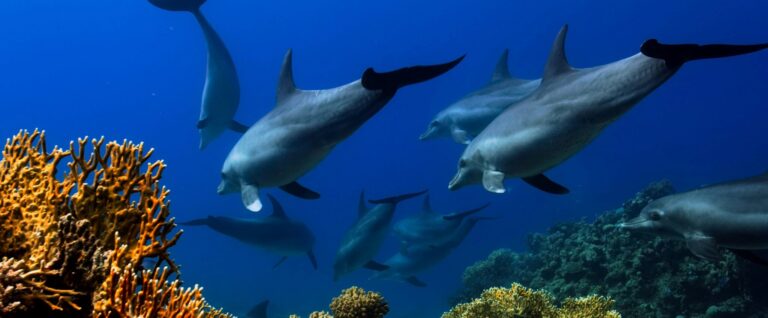 How to become an oceanographer | Conservation Careers