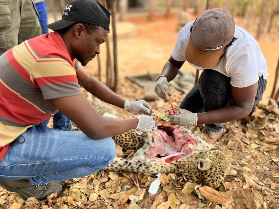 From wildlife vet to conservation leader: A journey of passion and ...