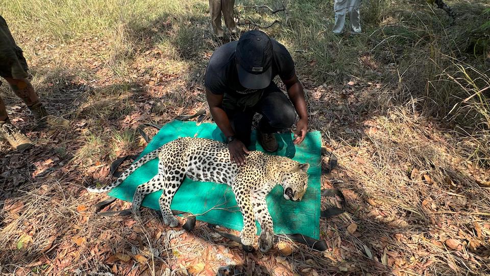 From wildlife vet to conservation leader: A journey of passion and ...