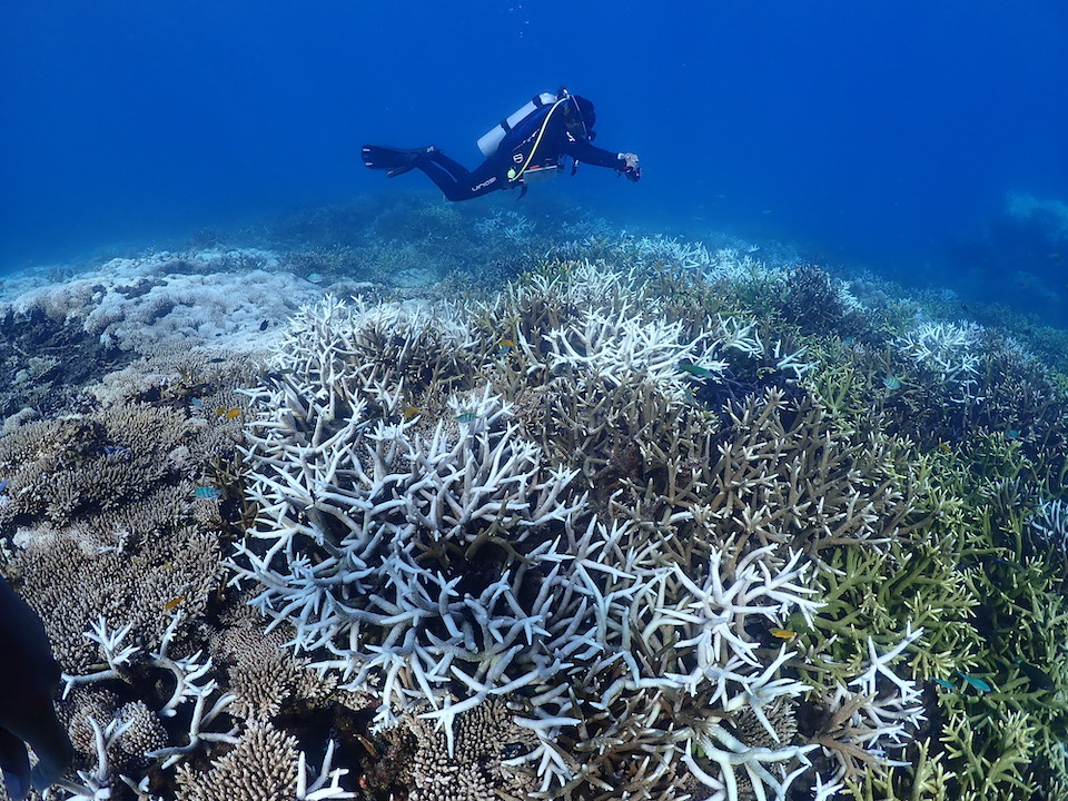 Protecting Malaysia’s reefs through community and collaboration, with ...