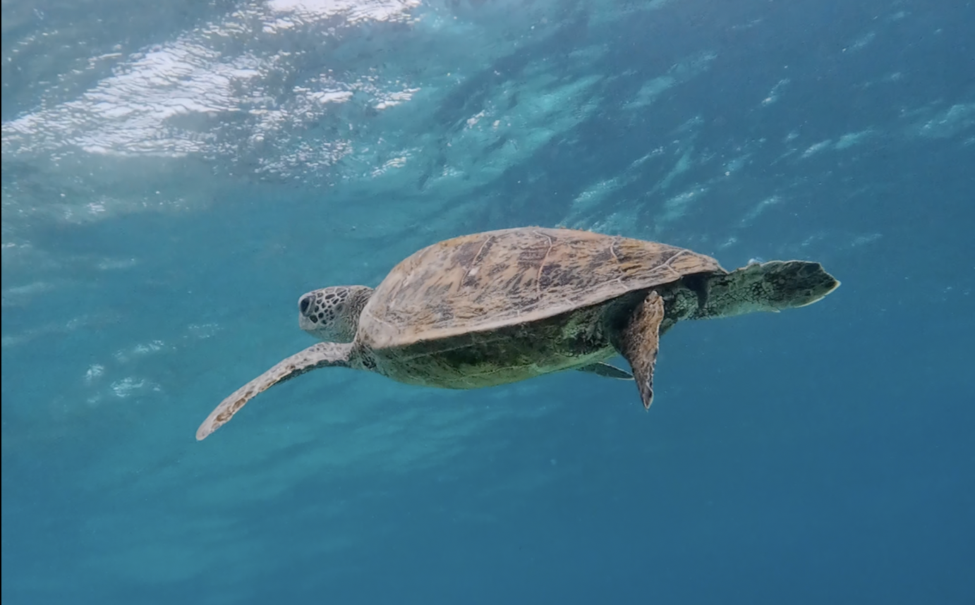 Data collection for Marine conservation Programs - focus on sperm whales, sea turtles, macros ...